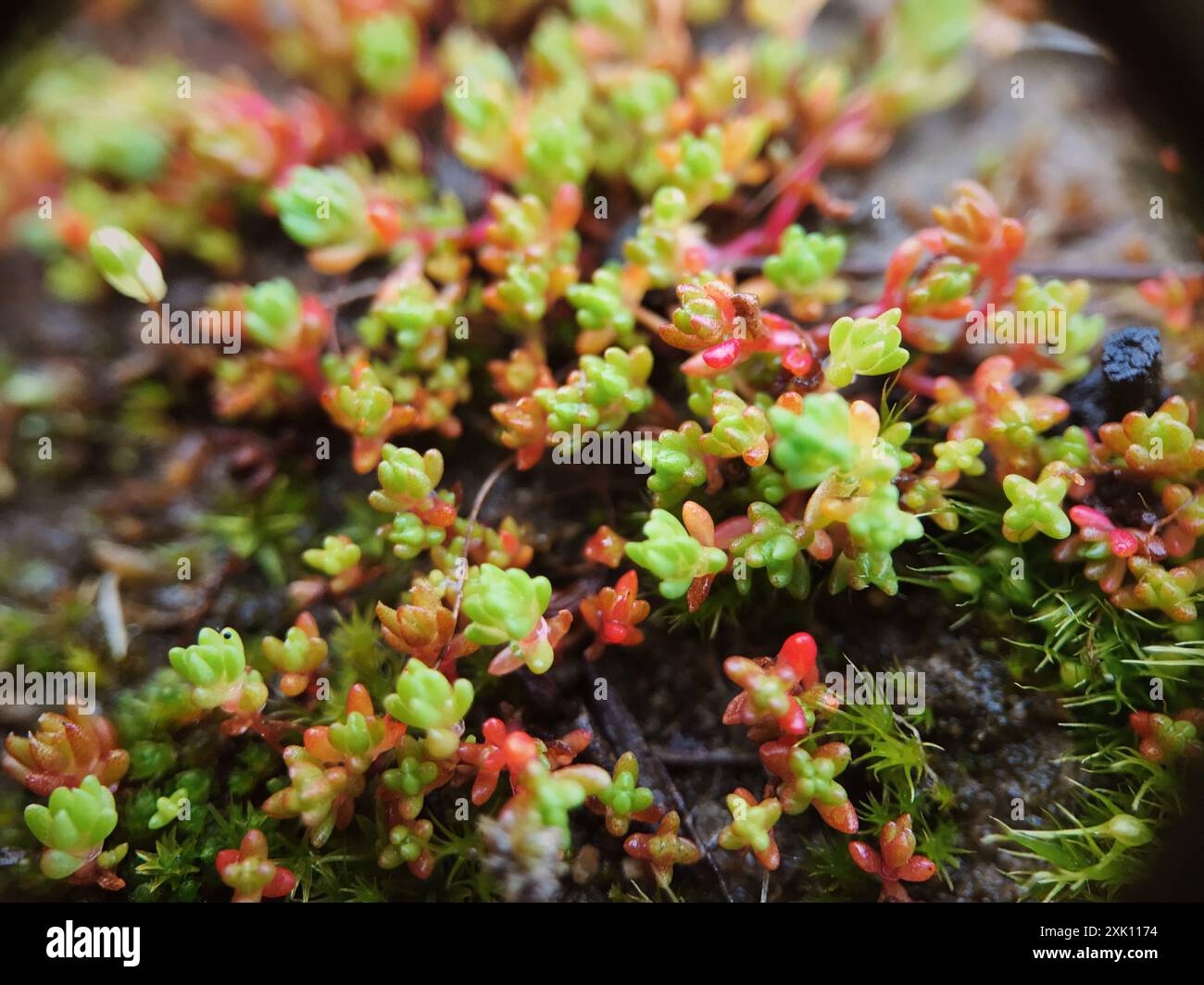 sand pygmyweed (Crassula connata) Plantae Stock Photo - Alamy