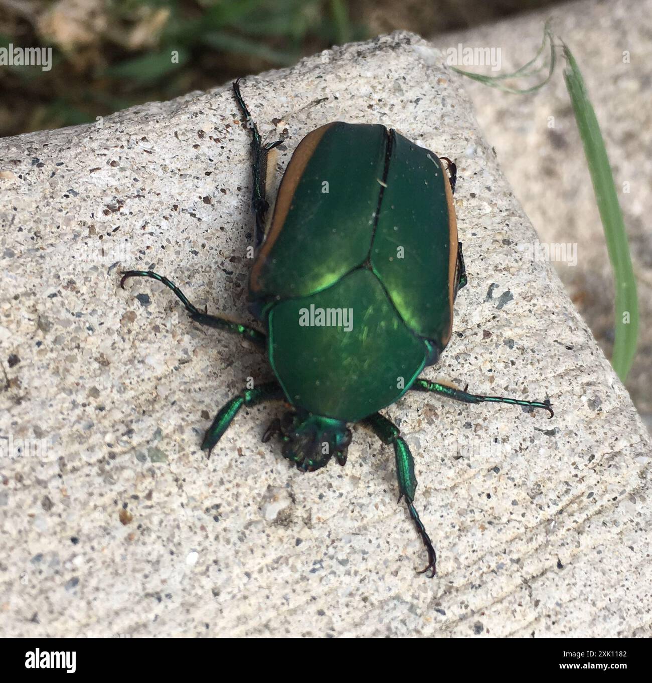 Figeater beetle hi-res stock photography and images - Alamy