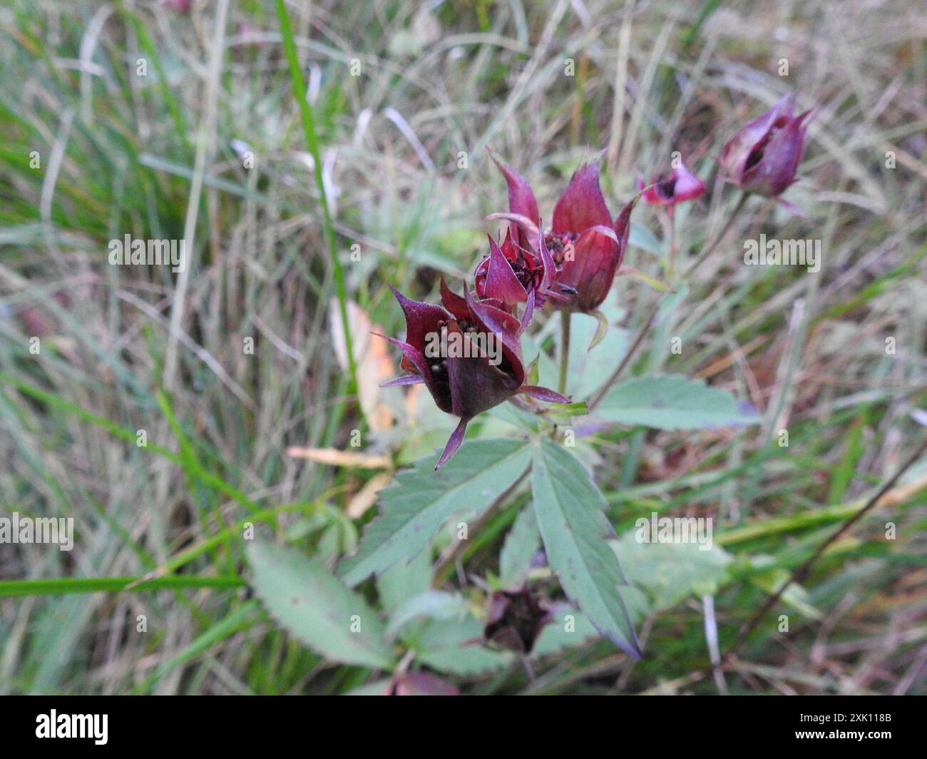 marsh cinquefoil (Comarum palustre) Plantae Stock Photo - Alamy