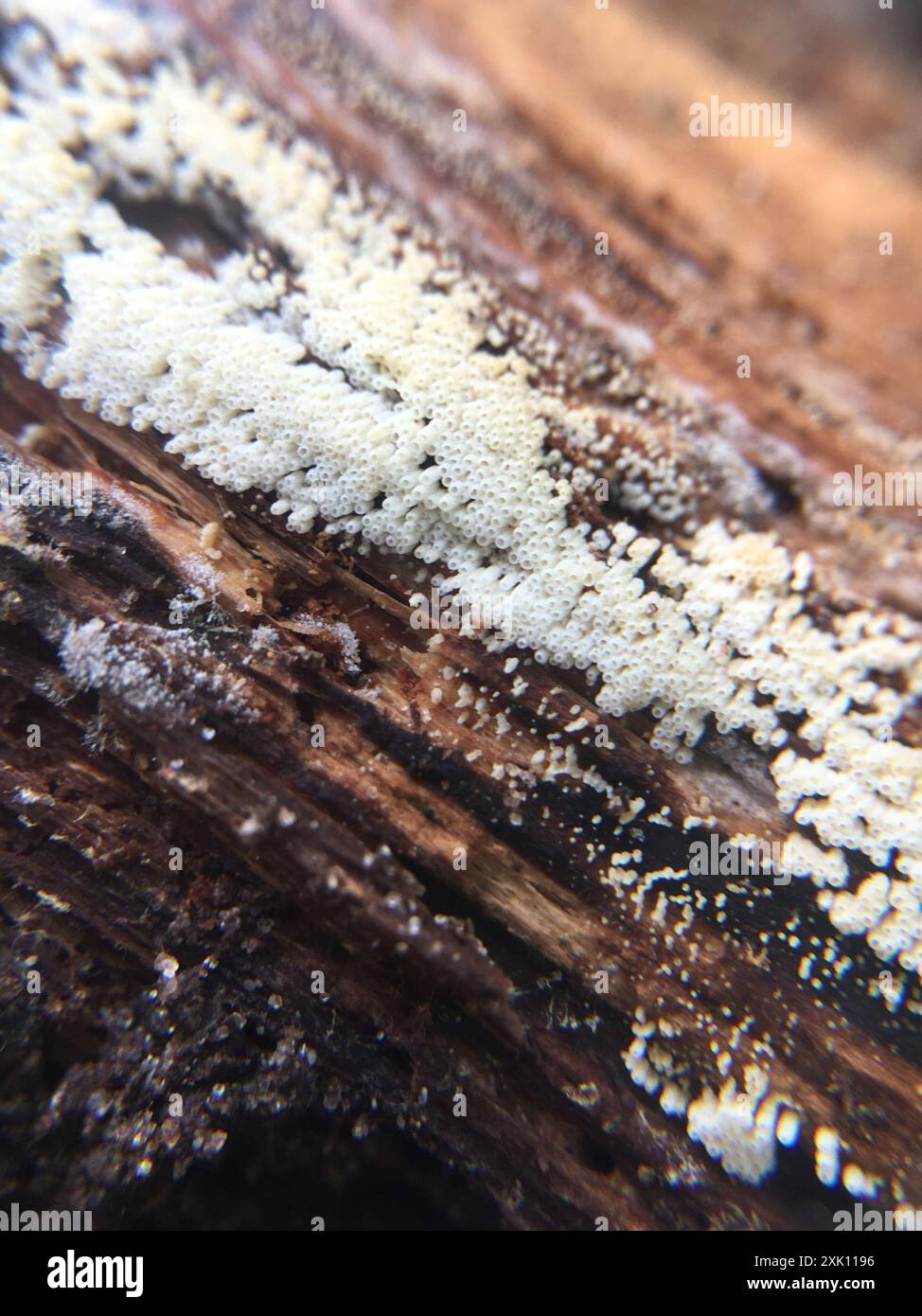 Henningsomyces hi-res stock photography and images - Alamy