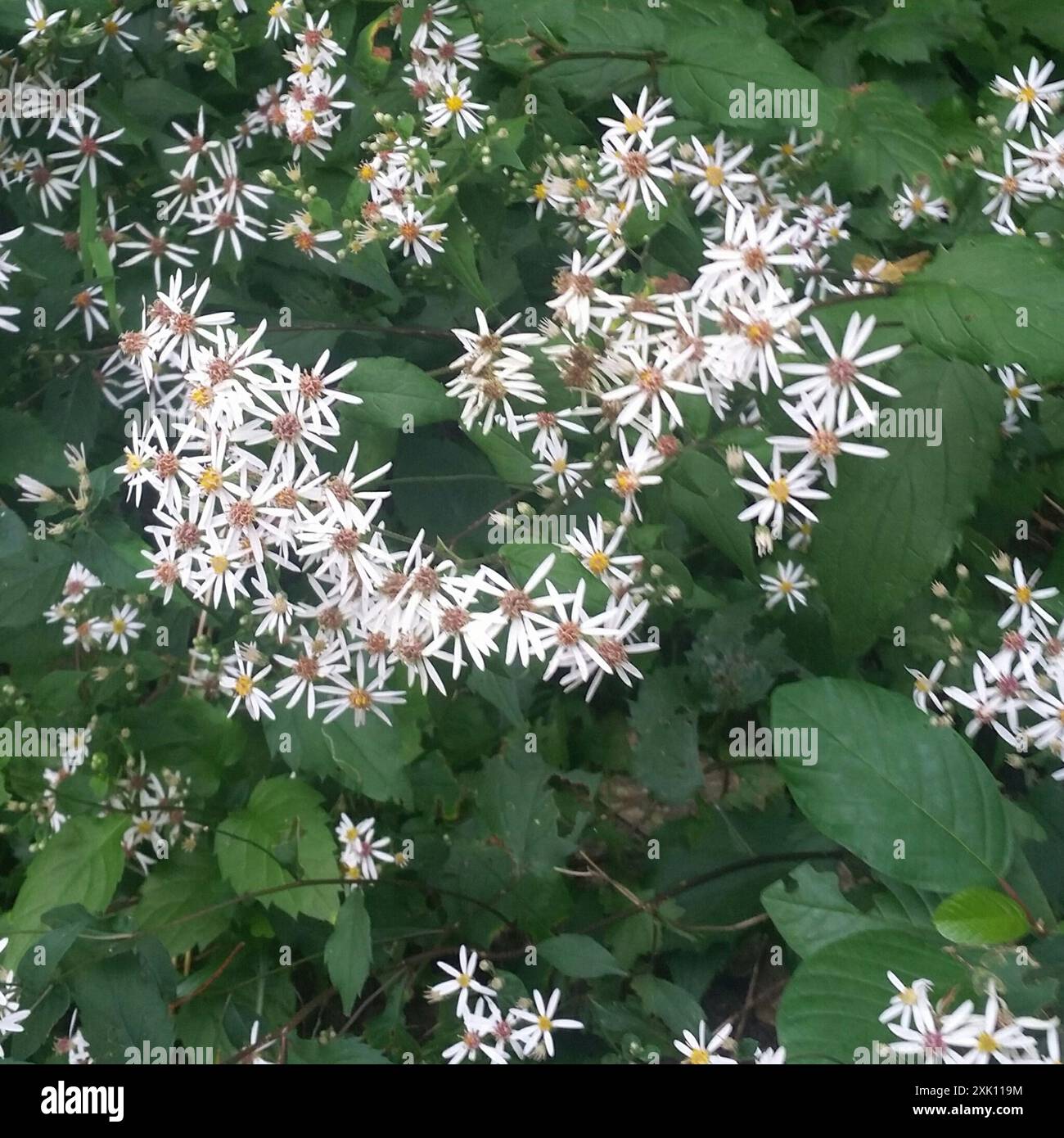 White Wood Aster (Eurybia divaricata) Plantae Stock Photo - Alamy