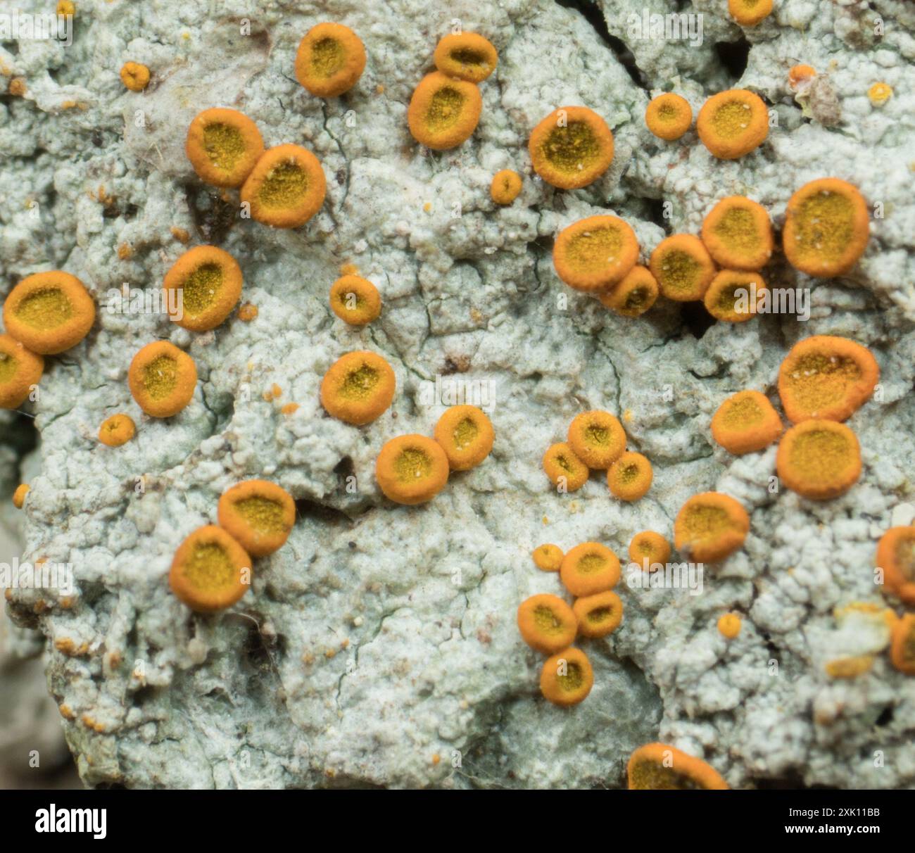 common lichens (Lecanoromycetes) Fungi Stock Photo - Alamy