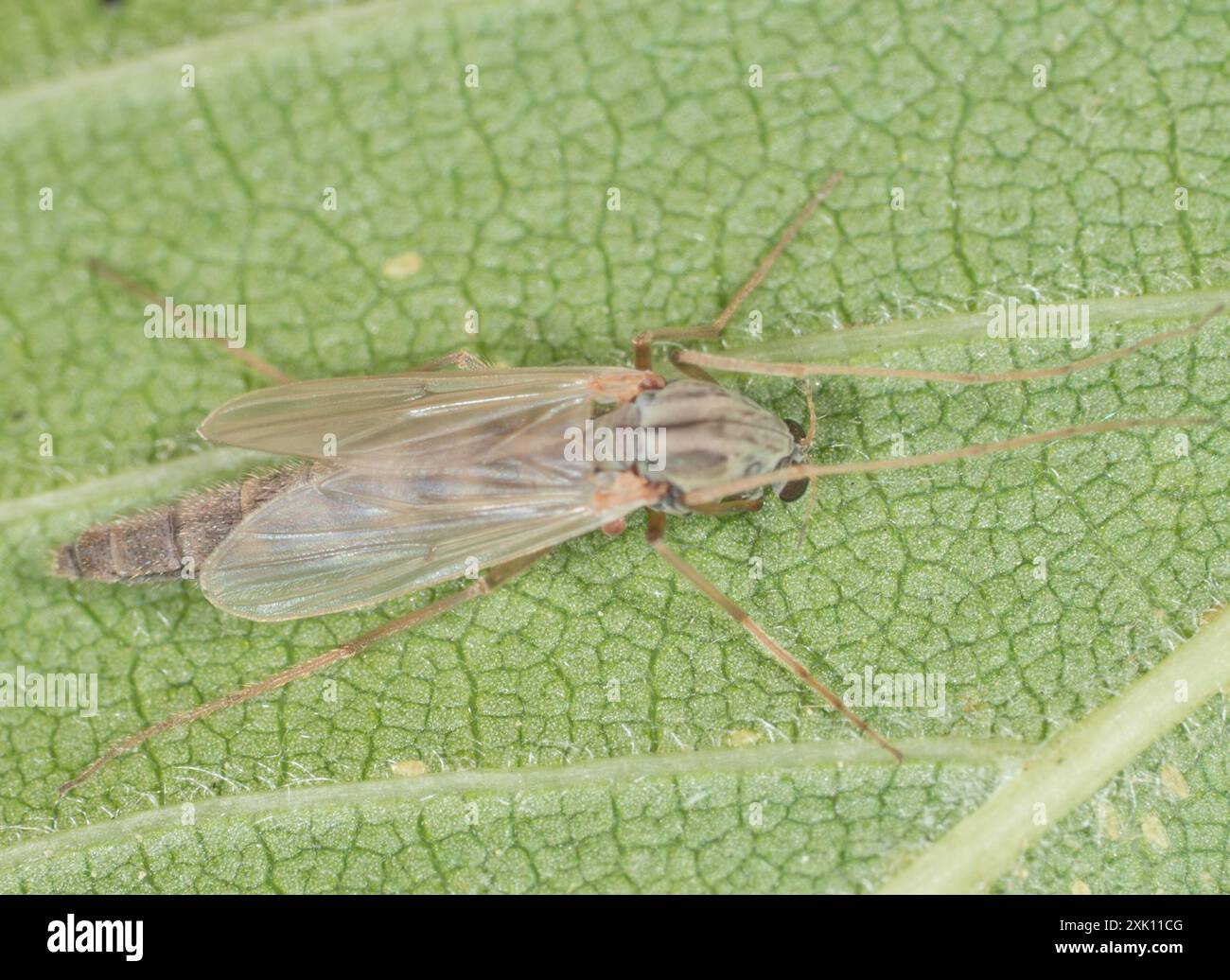 Non-biting Midges (Chironomidae) Insecta Stock Photo - Alamy