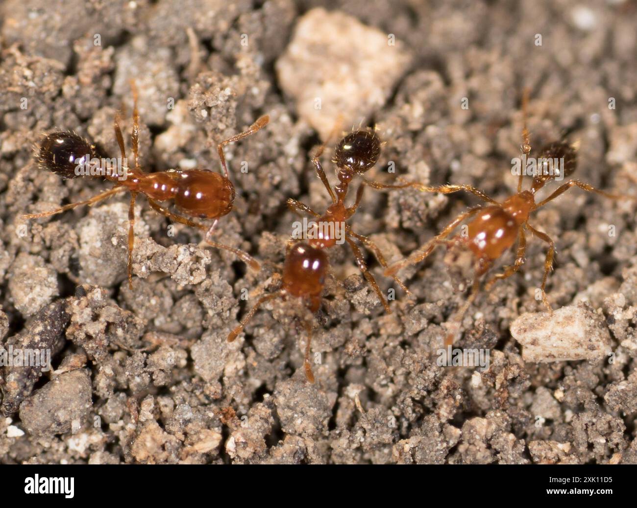 Southern Fire Ant (Solenopsis xyloni) Insecta Stock Photo - Alamy
