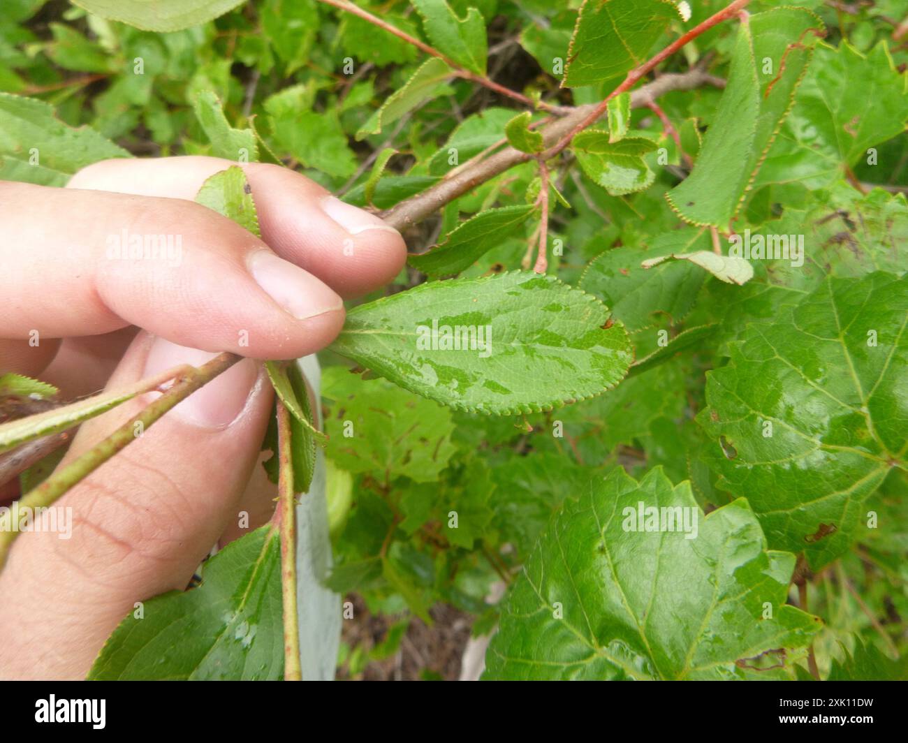 red chokeberry (Aronia arbutifolia) Plantae Stock Photo - Alamy