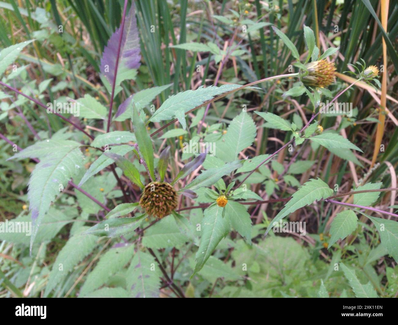 Devil's Beggarticks (Bidens frondosa) Plantae Stock Photo - Alamy