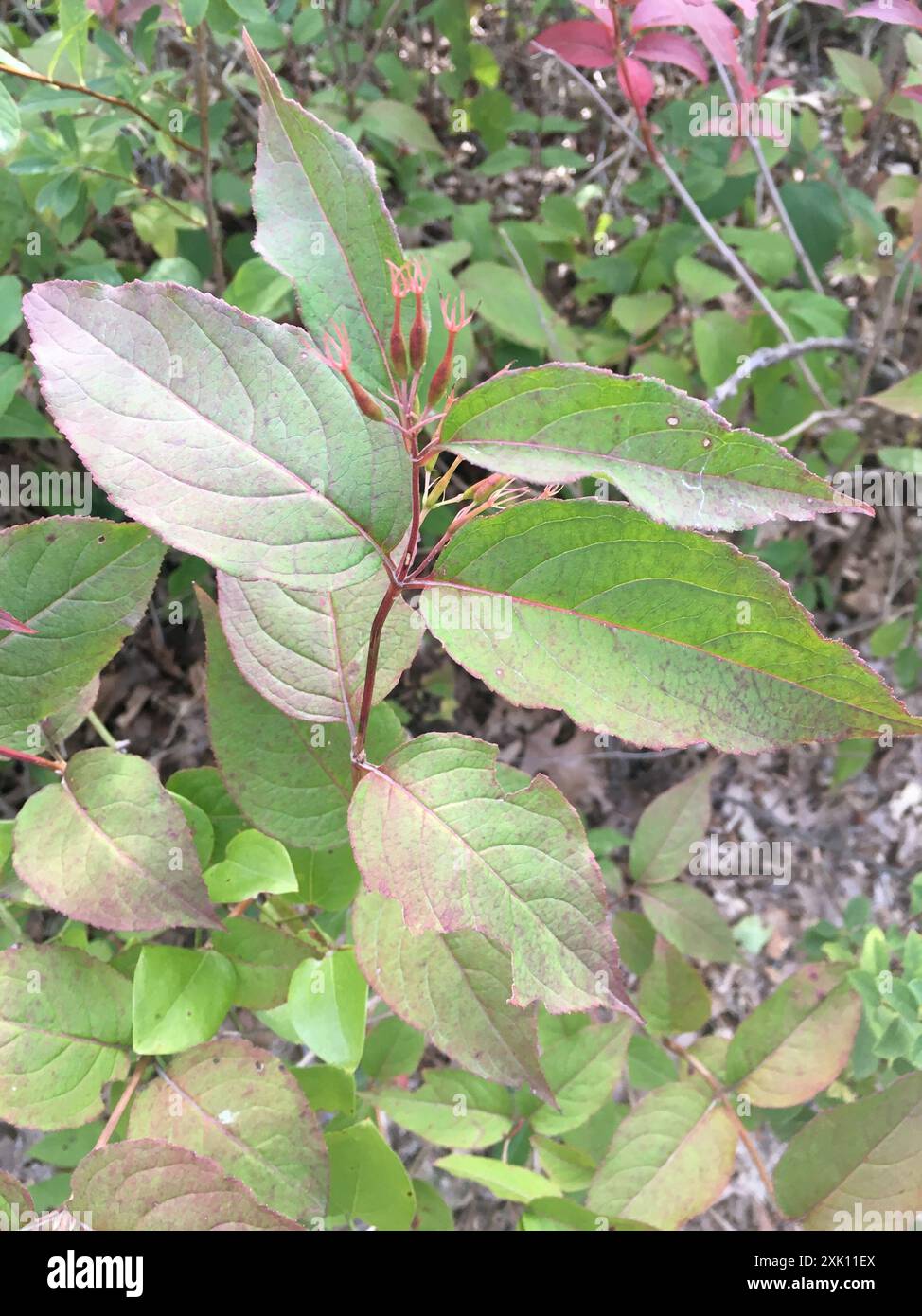 northern bush honeysuckle (Diervilla lonicera) Plantae Stock Photo - Alamy