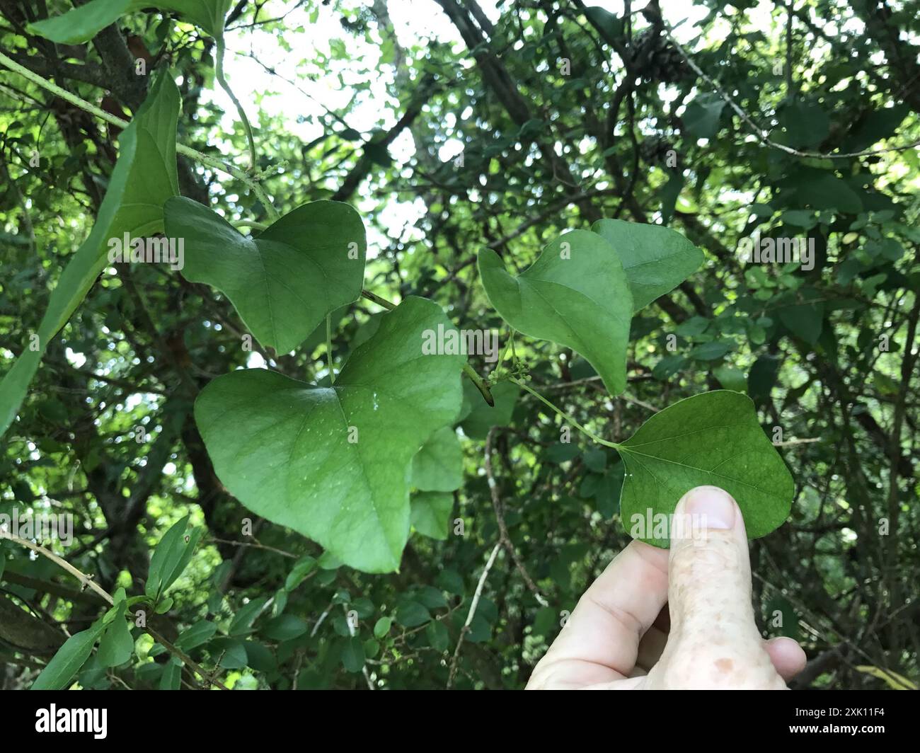 Carolina snailseed (Cocculus carolinus) Plantae Stock Photo - Alamy