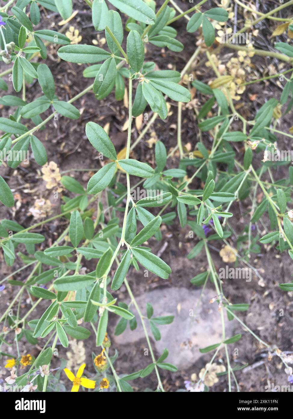Slimflower Scurfpea (Pediomelum tenuiflorum) Plantae Stock Photo - Alamy