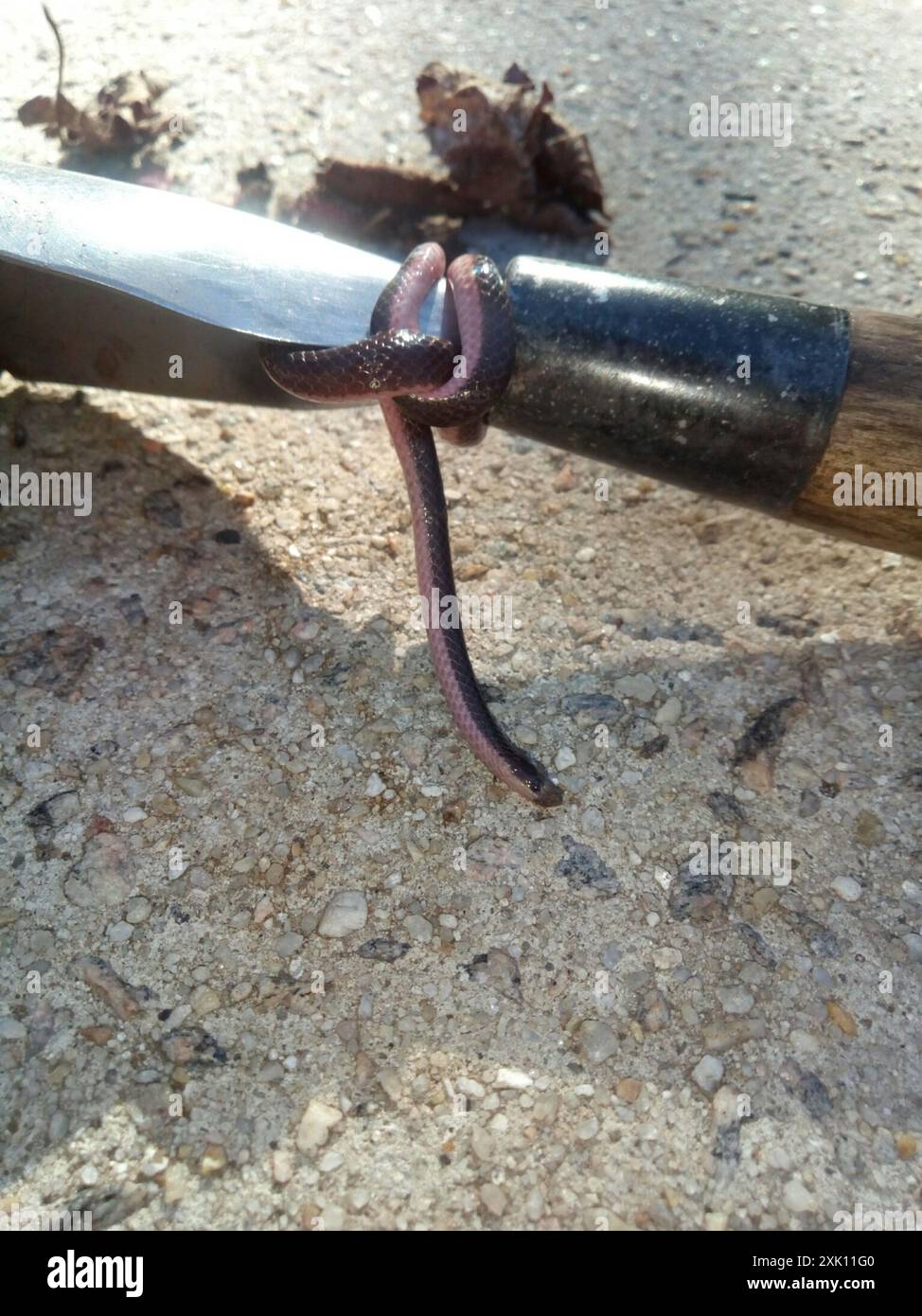 Eastern Worm Snake (Carphophis amoenus) Reptilia Stock Photo - Alamy