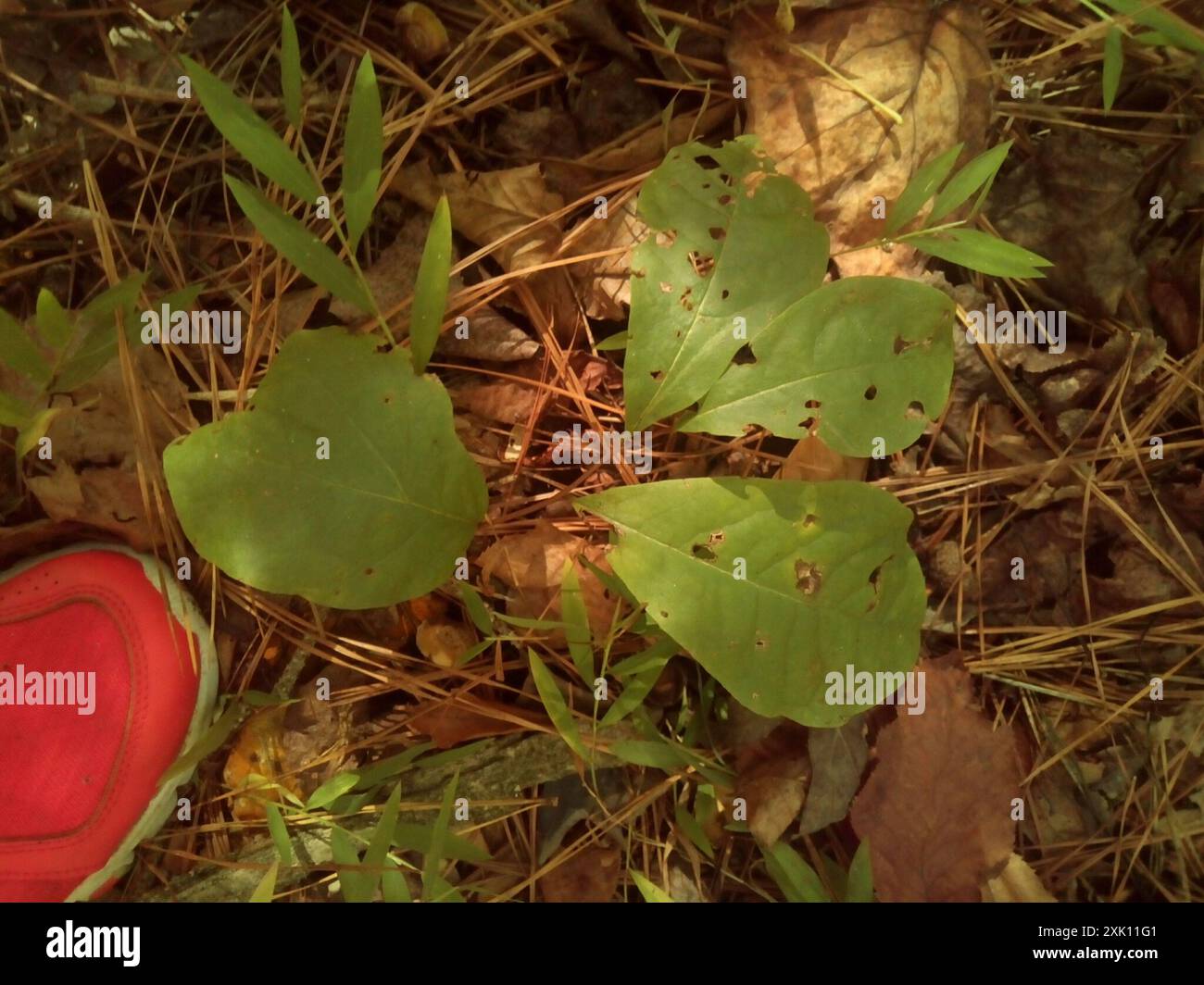 heath family (Ericaceae) Plantae Stock Photo - Alamy