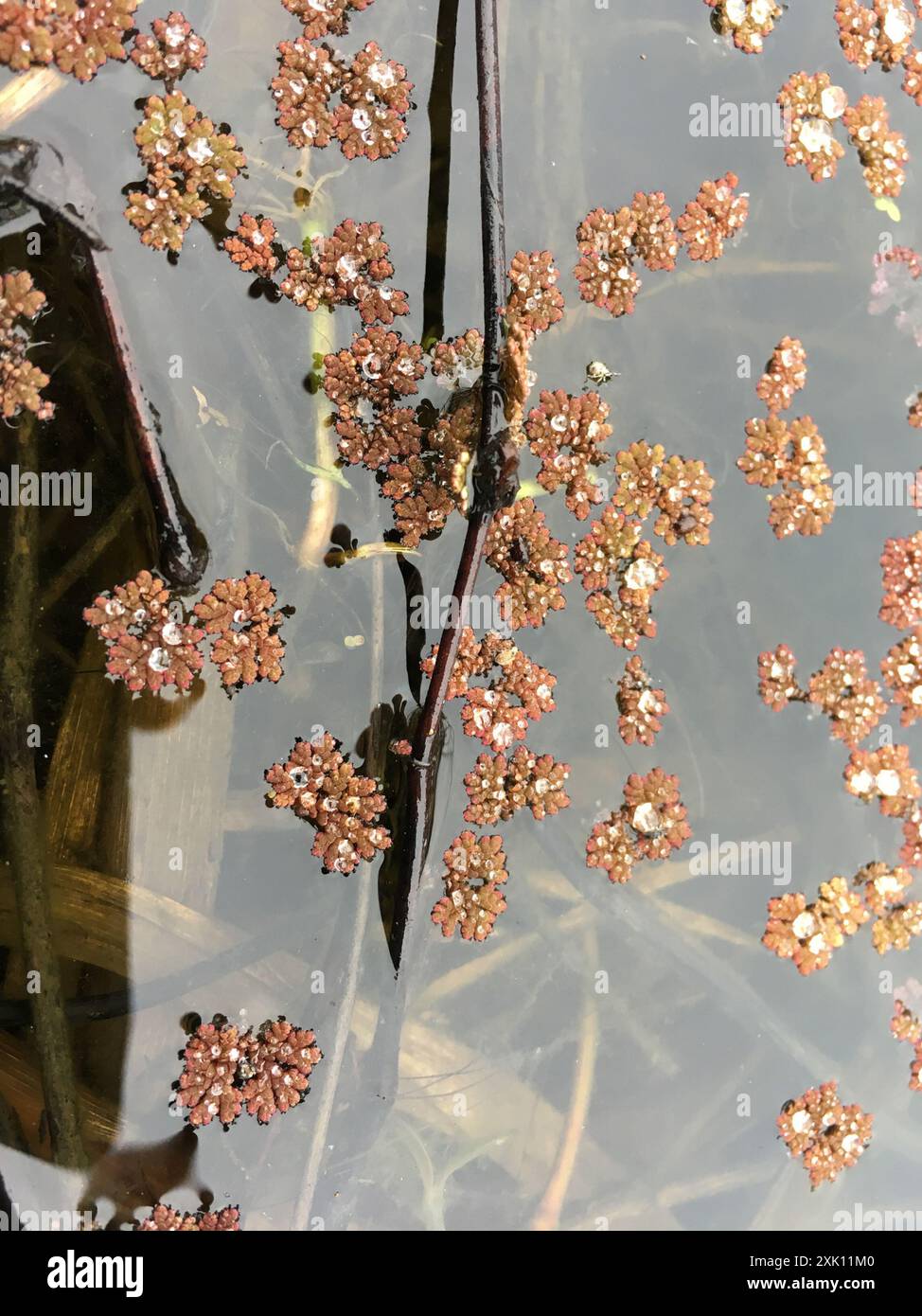 eastern mosquito fern (Azolla caroliniana) Plantae Stock Photo - Alamy