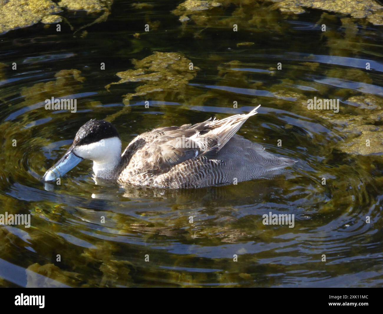 Puna teal spatula puna hi-res stock photography and images - Alamy