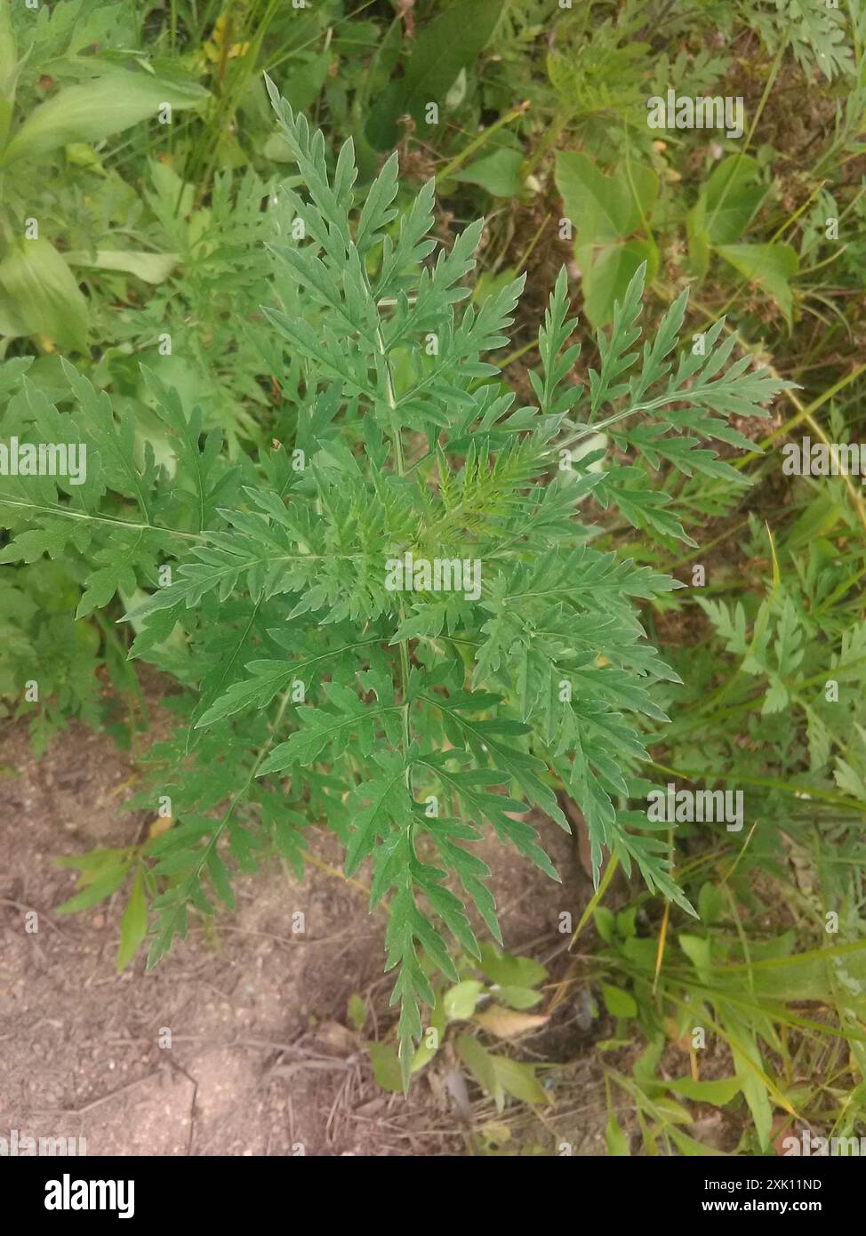 common ragweed (Ambrosia artemisiifolia) Plantae Stock Photo - Alamy