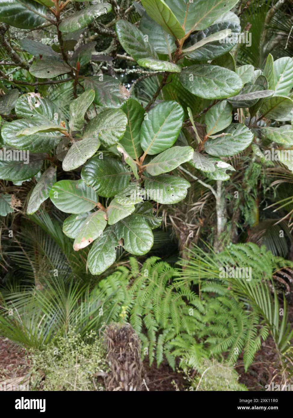Taraire (Beilschmiedia tarairi) Plantae Stock Photo - Alamy