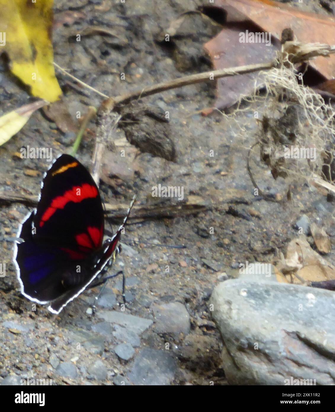 Callicore butterfly hi-res stock photography and images - Alamy