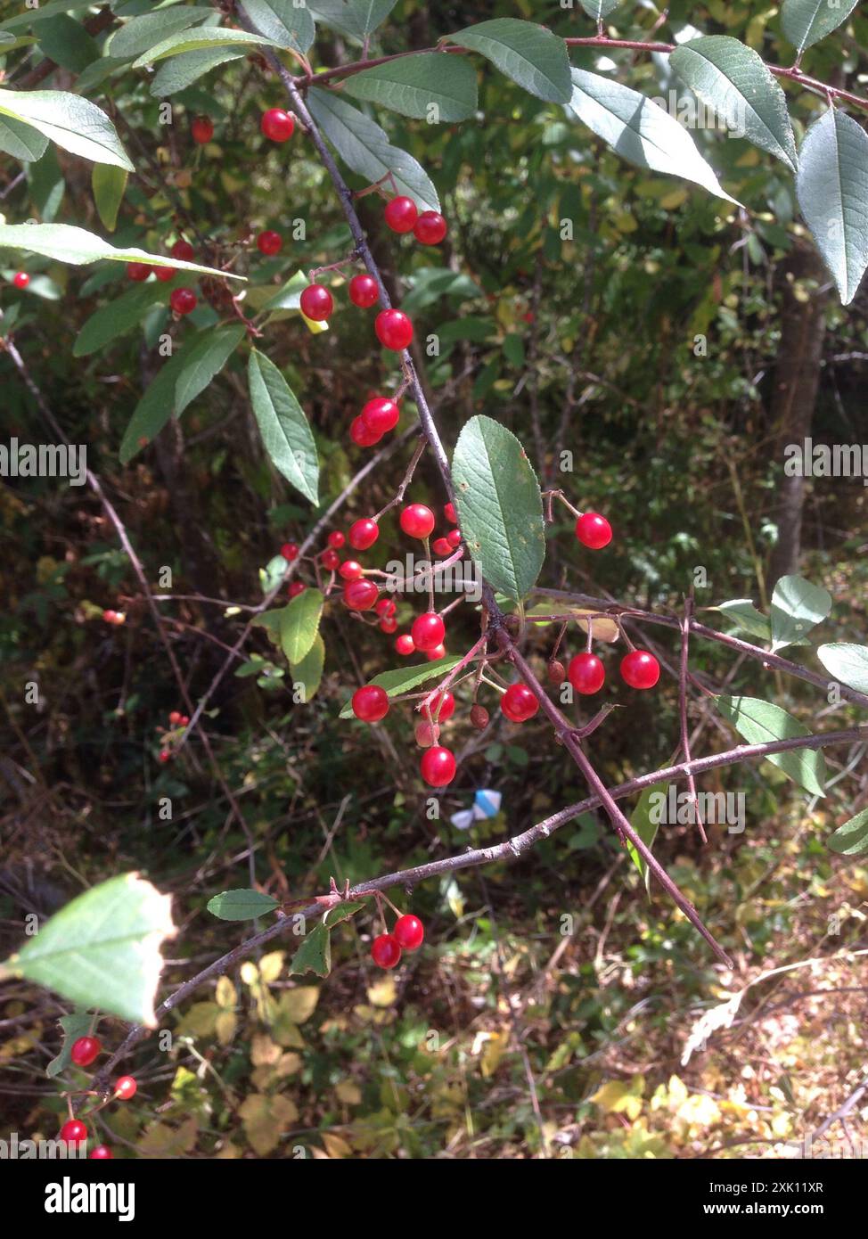 Bitter cherry (Prunus emarginata) Plantae Stock Photo - Alamy