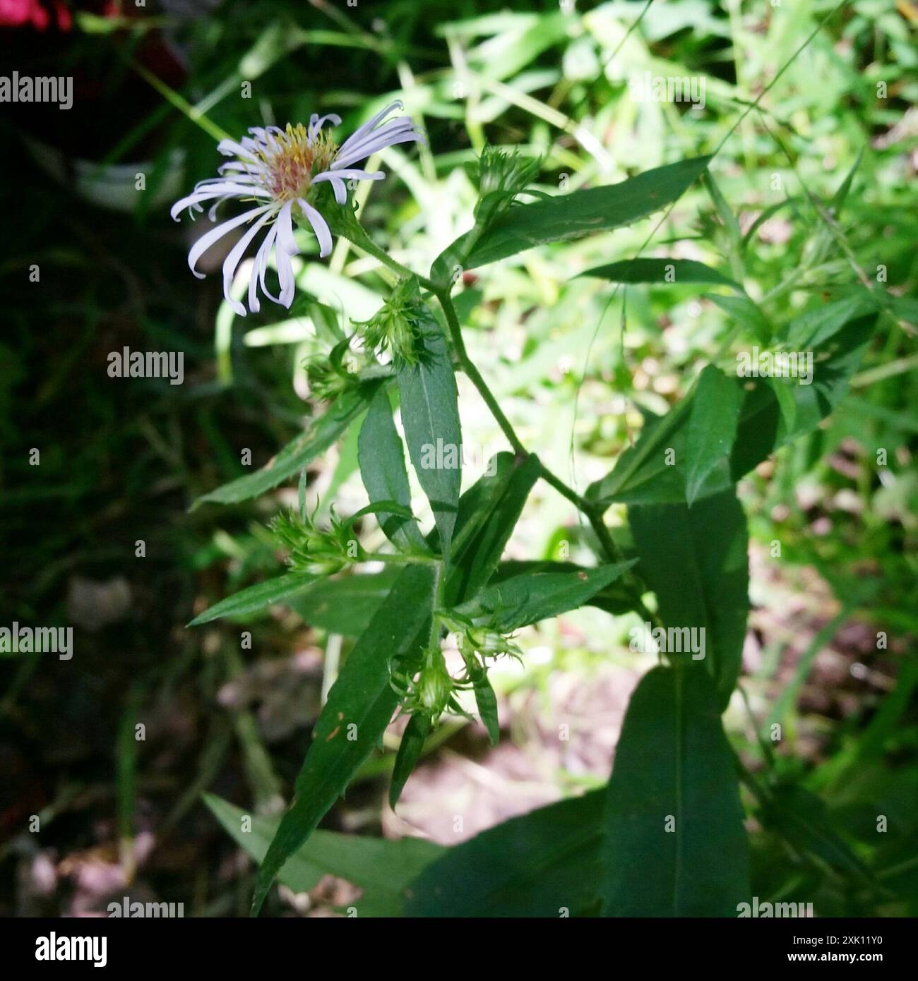 American asters (Symphyotrichum) Plantae Stock Photo - Alamy