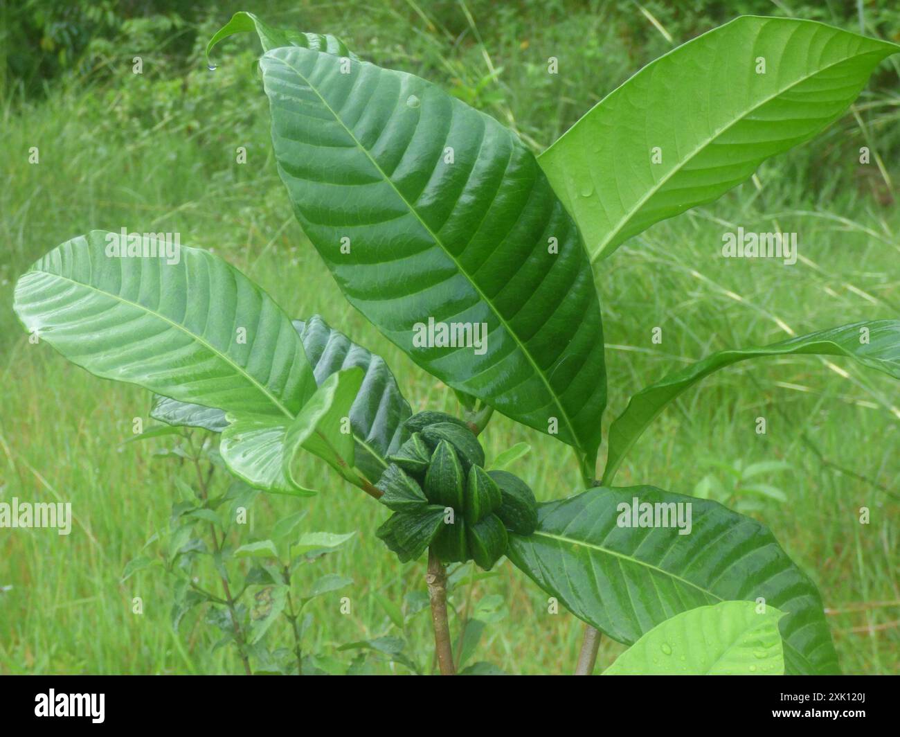 flowering plants (Angiospermae) Plantae Stock Photo - Alamy