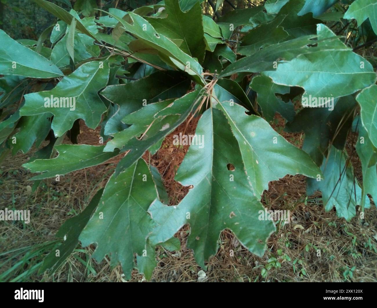 southern red oak (Quercus falcata) Plantae Stock Photo - Alamy