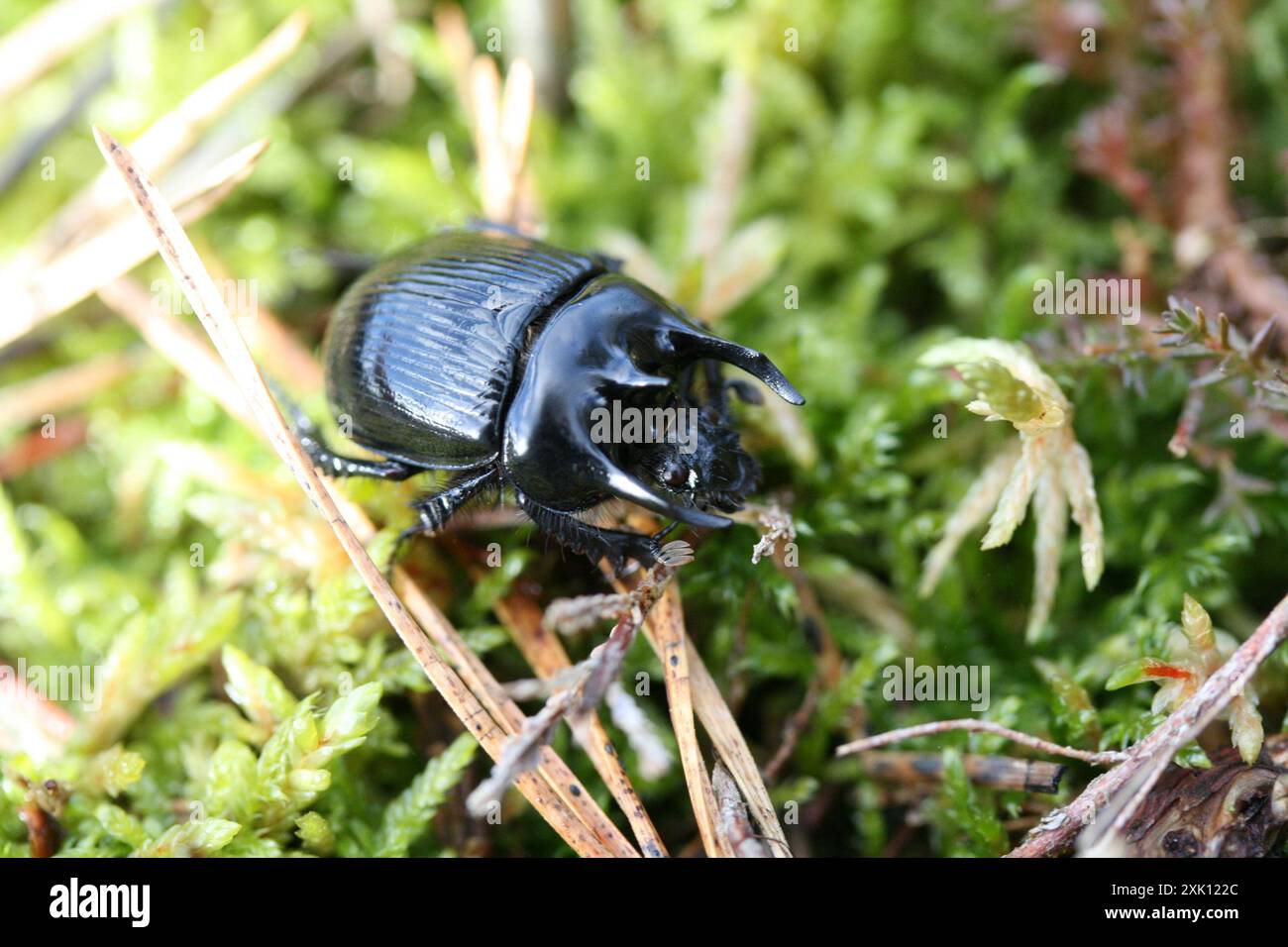 Minotaur Beetle (Typhaeus typhoeus) Insecta Stock Photo - Alamy