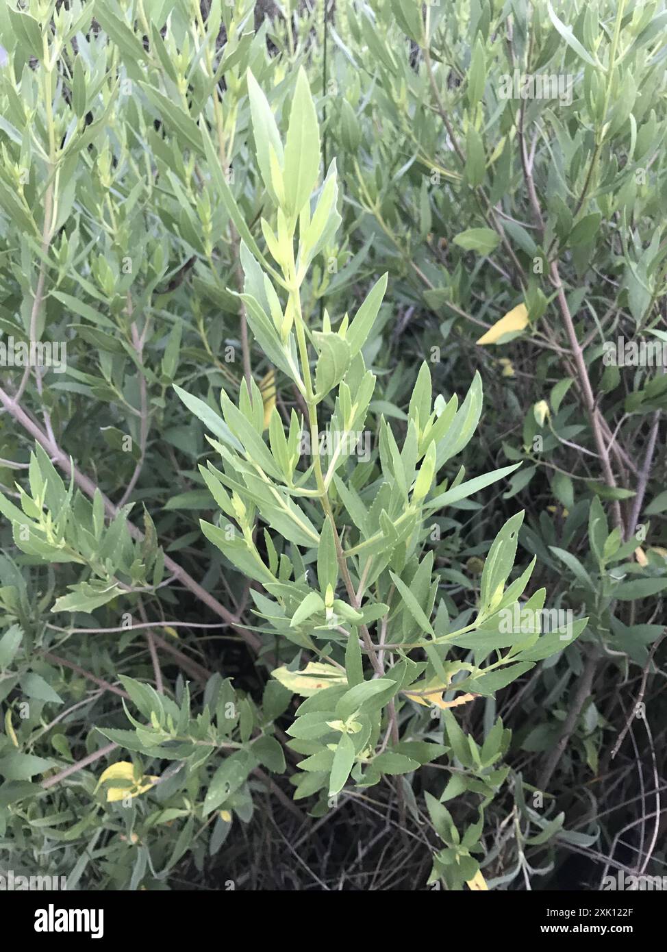 Southern Maritime Marsh-Elder (Iva frutescens frutescens) Plantae Stock ...
