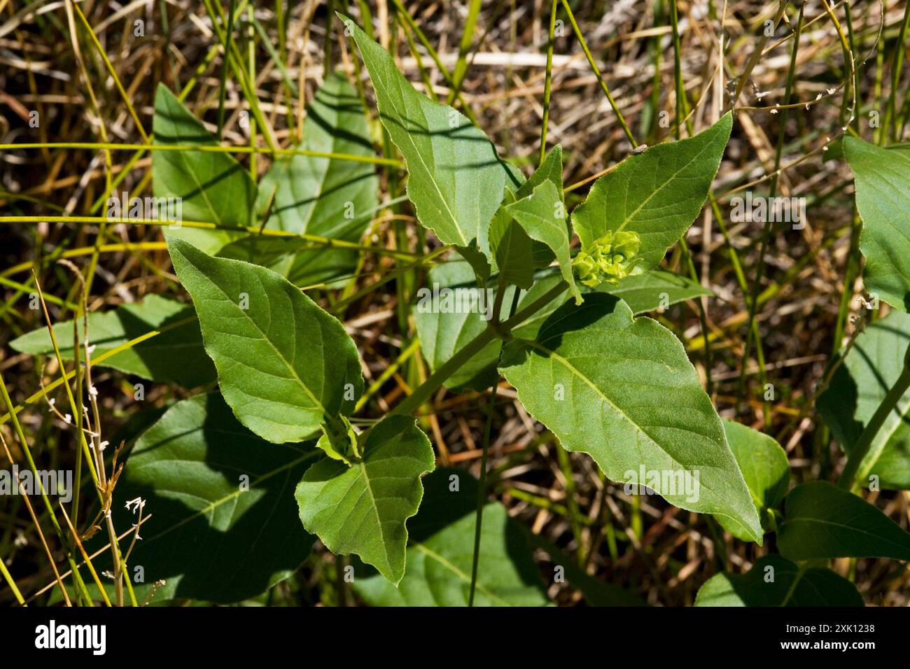 Wild Four o'Clock (Mirabilis nyctaginea) Plantae Stock Photo - Alamy