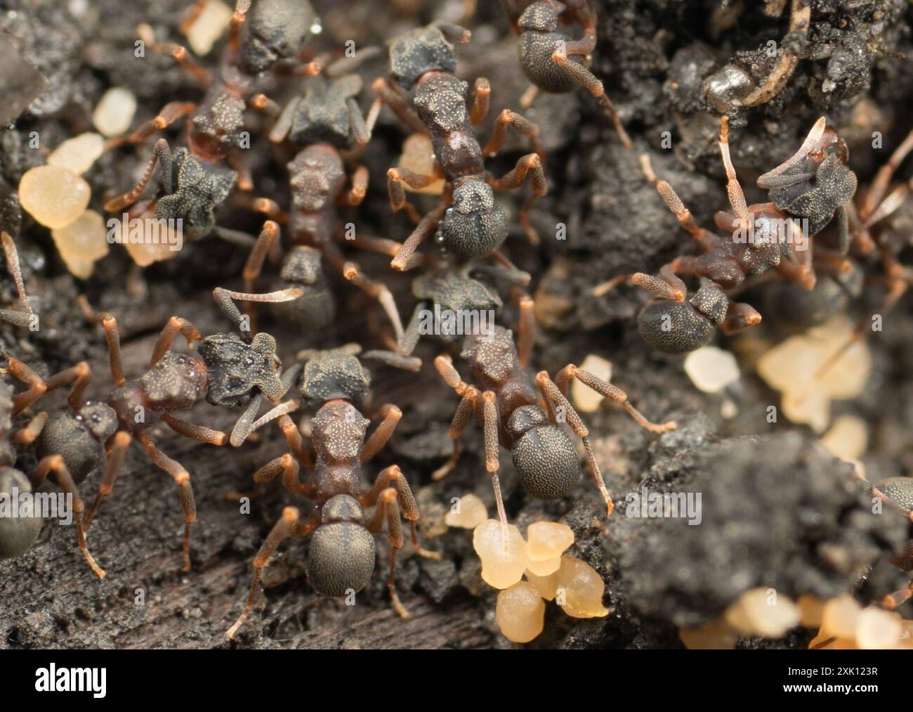 Cyphomyrmex hi-res stock photography and images - Alamy