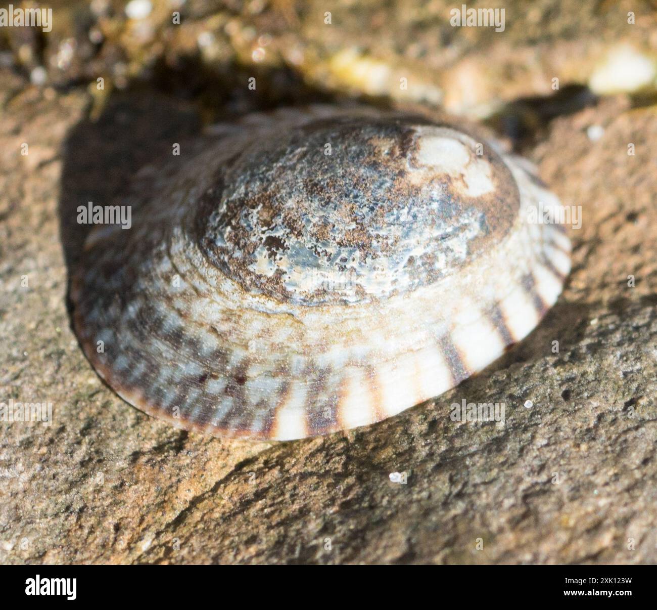 True Limpets (Patellogastropoda) Mollusca Stock Photo - Alamy