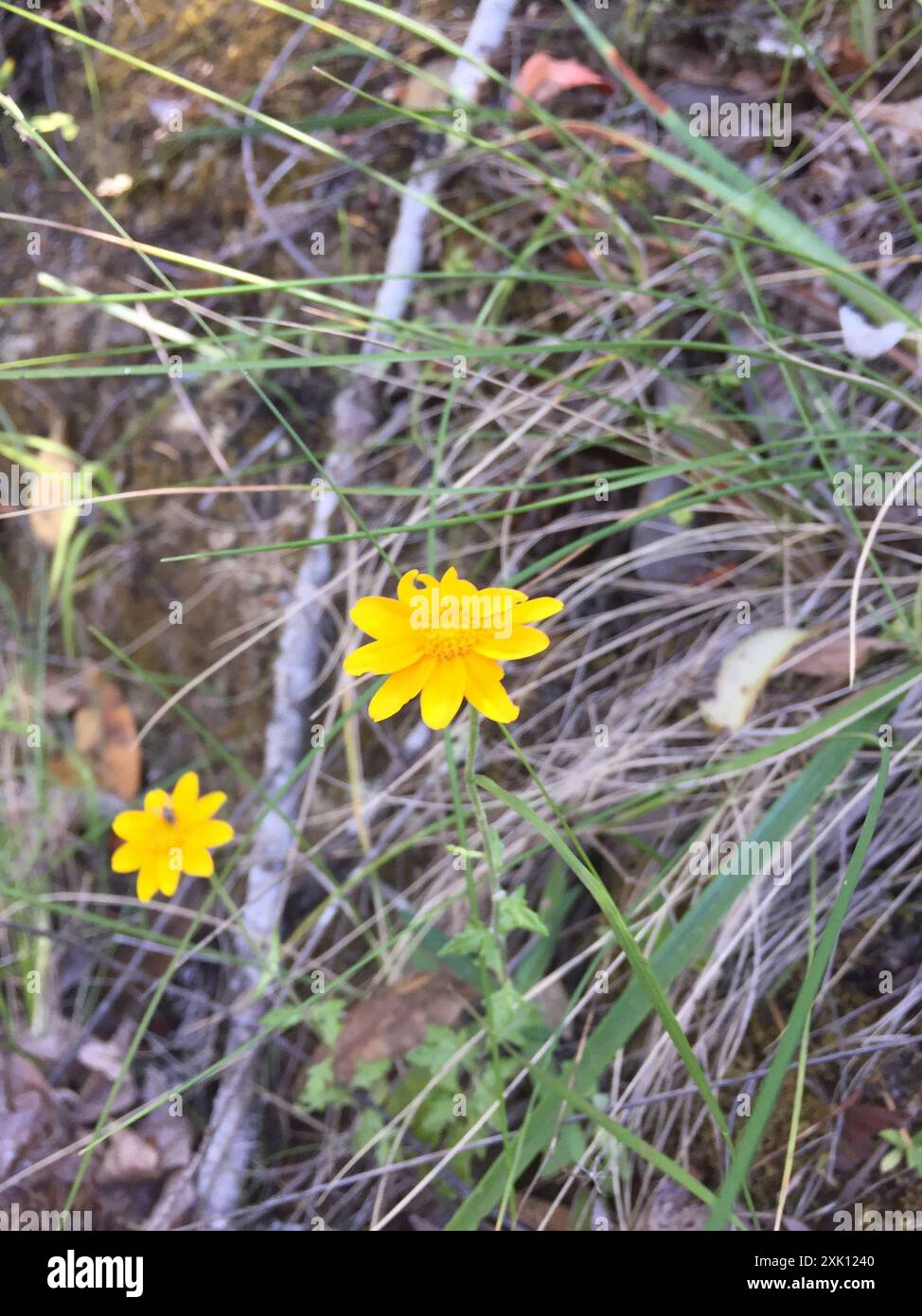 common woolly sunflower (Eriophyllum lanatum) Plantae Stock Photo - Alamy