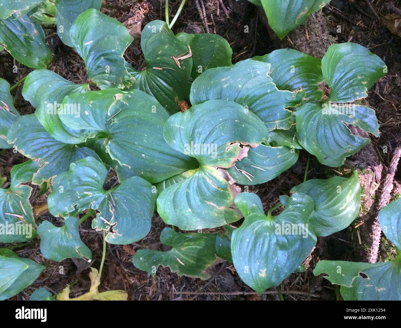 Western Lily of the Valley (Maianthemum dilatatum) Plantae Stock Photo ...