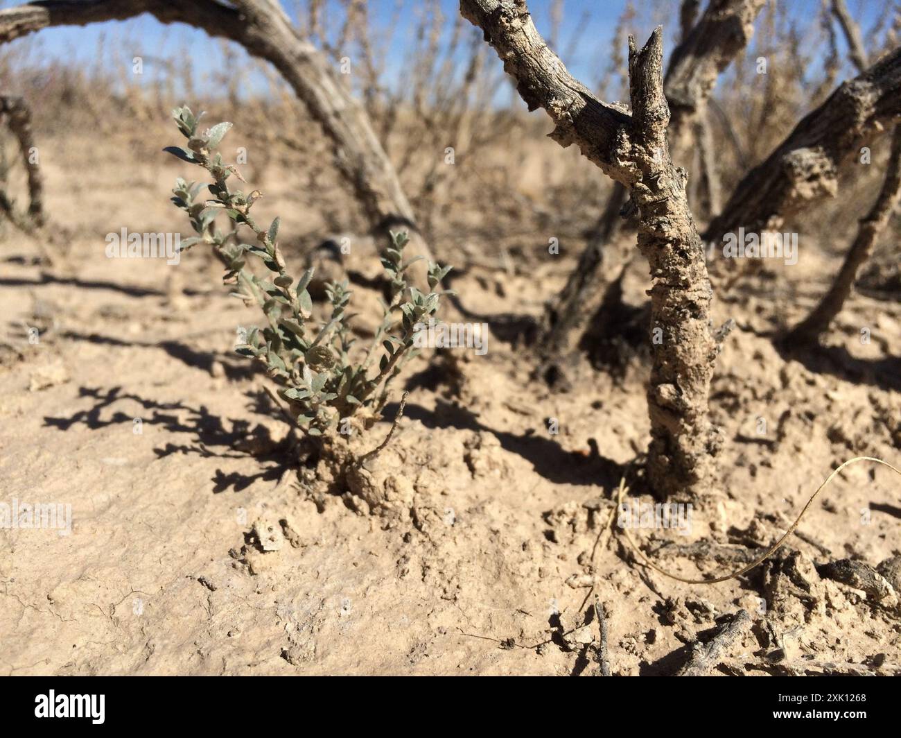 Alkali Weed (Cressa truxillensis) Plantae Stock Photo - Alamy
