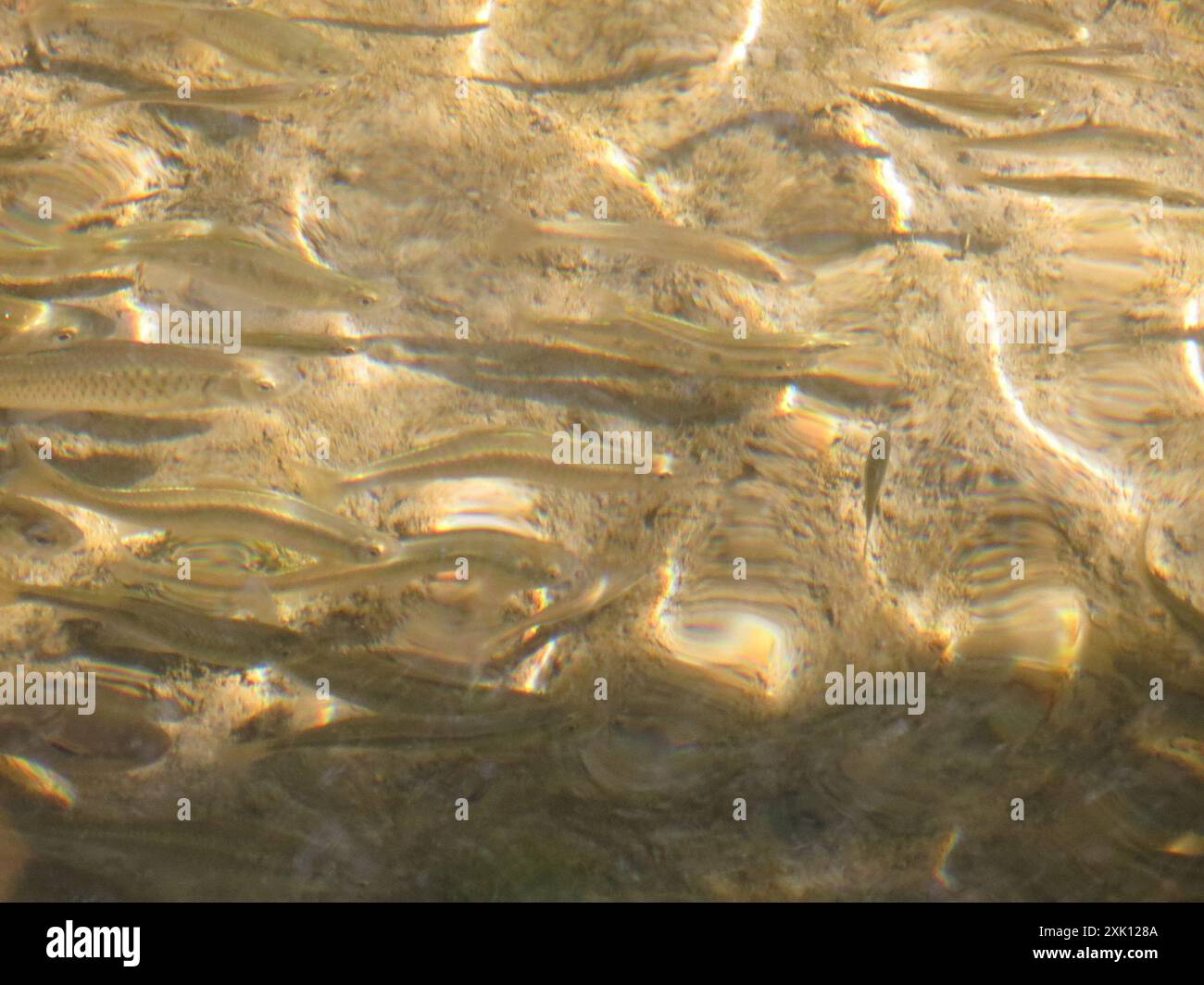 Common Shiner (Luxilus cornutus) Actinopterygii Stock Photo - Alamy