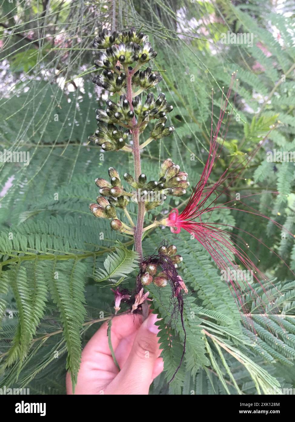 (Calliandra houstoniana anomala) Plantae Stock Photo - Alamy