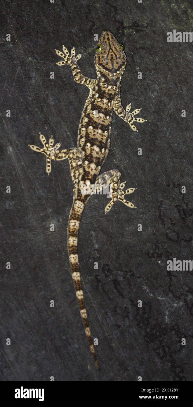 Large Forest Gecko (Gekko smithii) Reptilia Stock Photo - Alamy