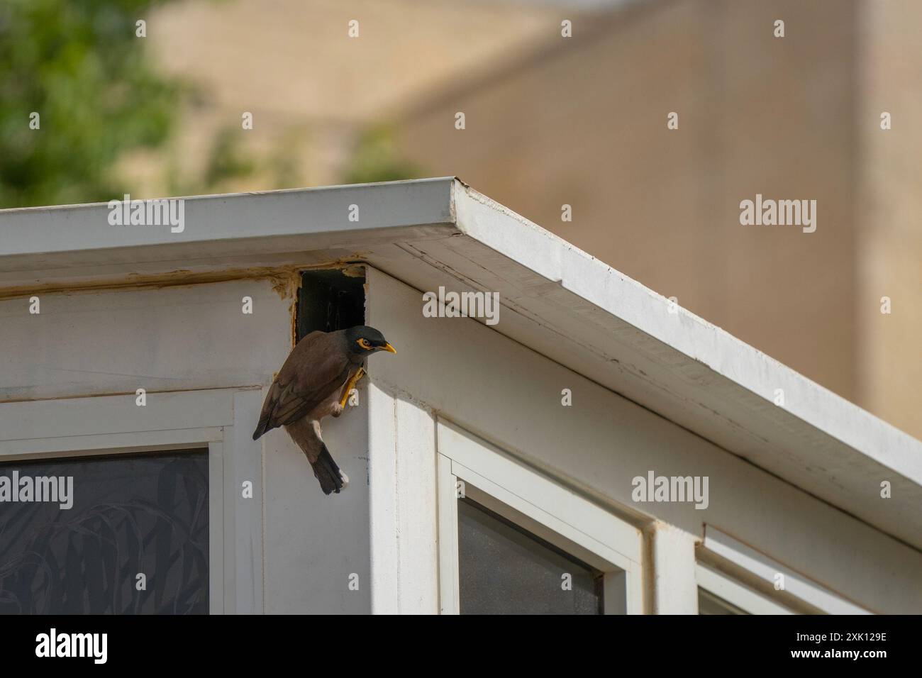 An Indian myna bird nesting in a hollow roof beam in Israel Stock Photo ...