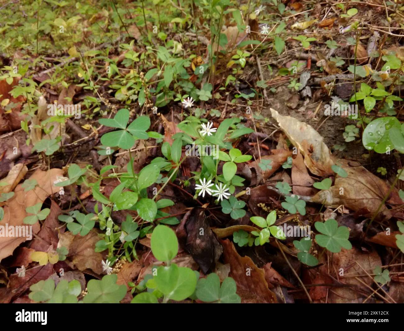 star chickweed (Stellaria pubera) Plantae Stock Photo - Alamy