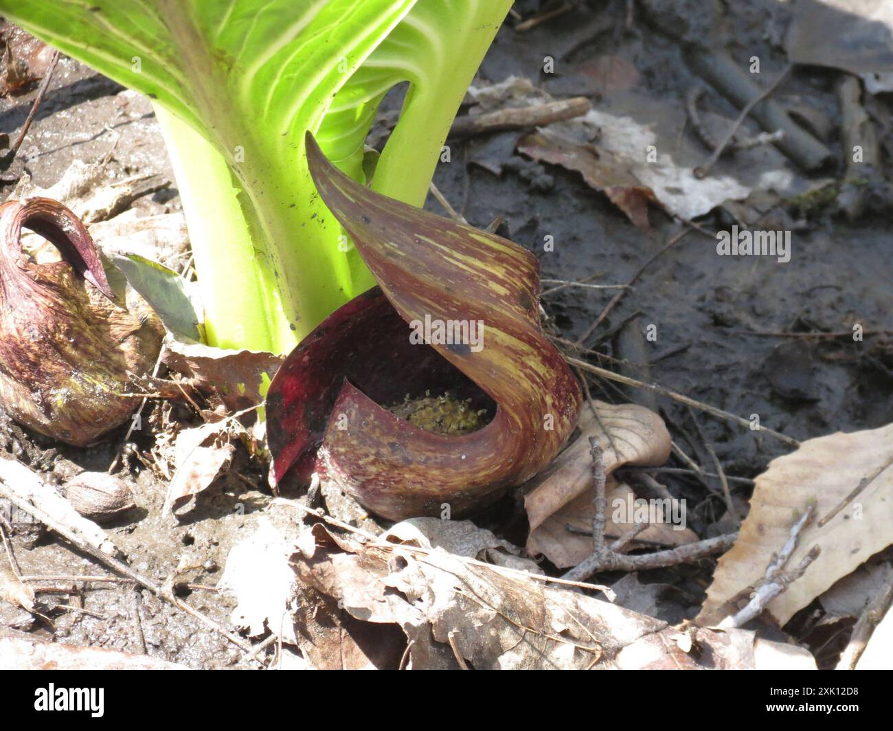 Eastern Skunk Cabbage (Symplocarpus foetidus) Plantae Stock Photo - Alamy