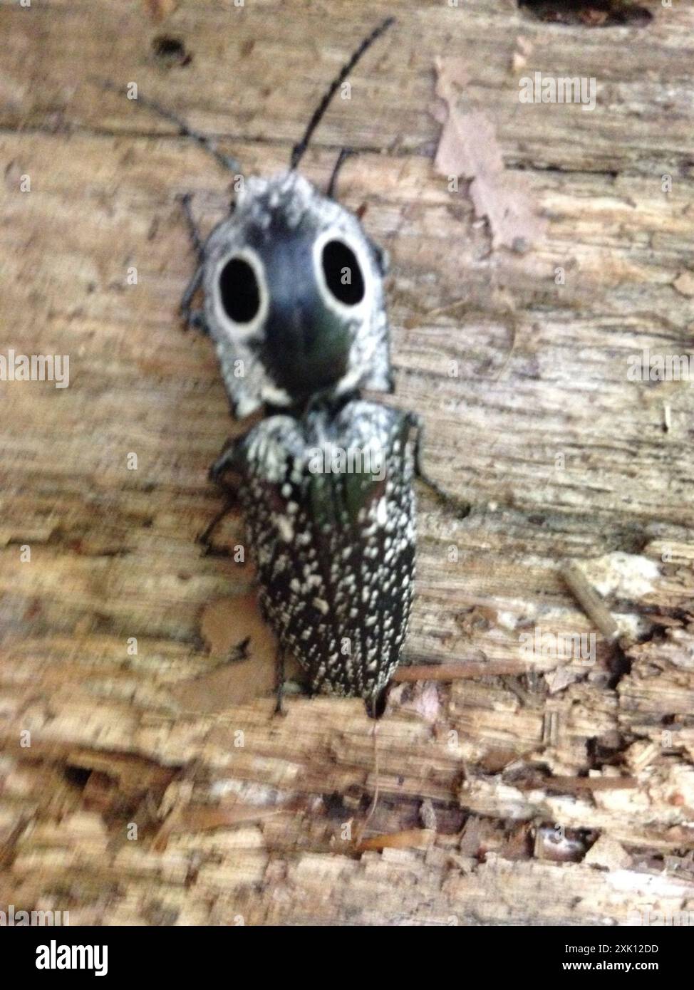 Eastern Eyed Click Beetle (Alaus oculatus) Insecta Stock Photo - Alamy