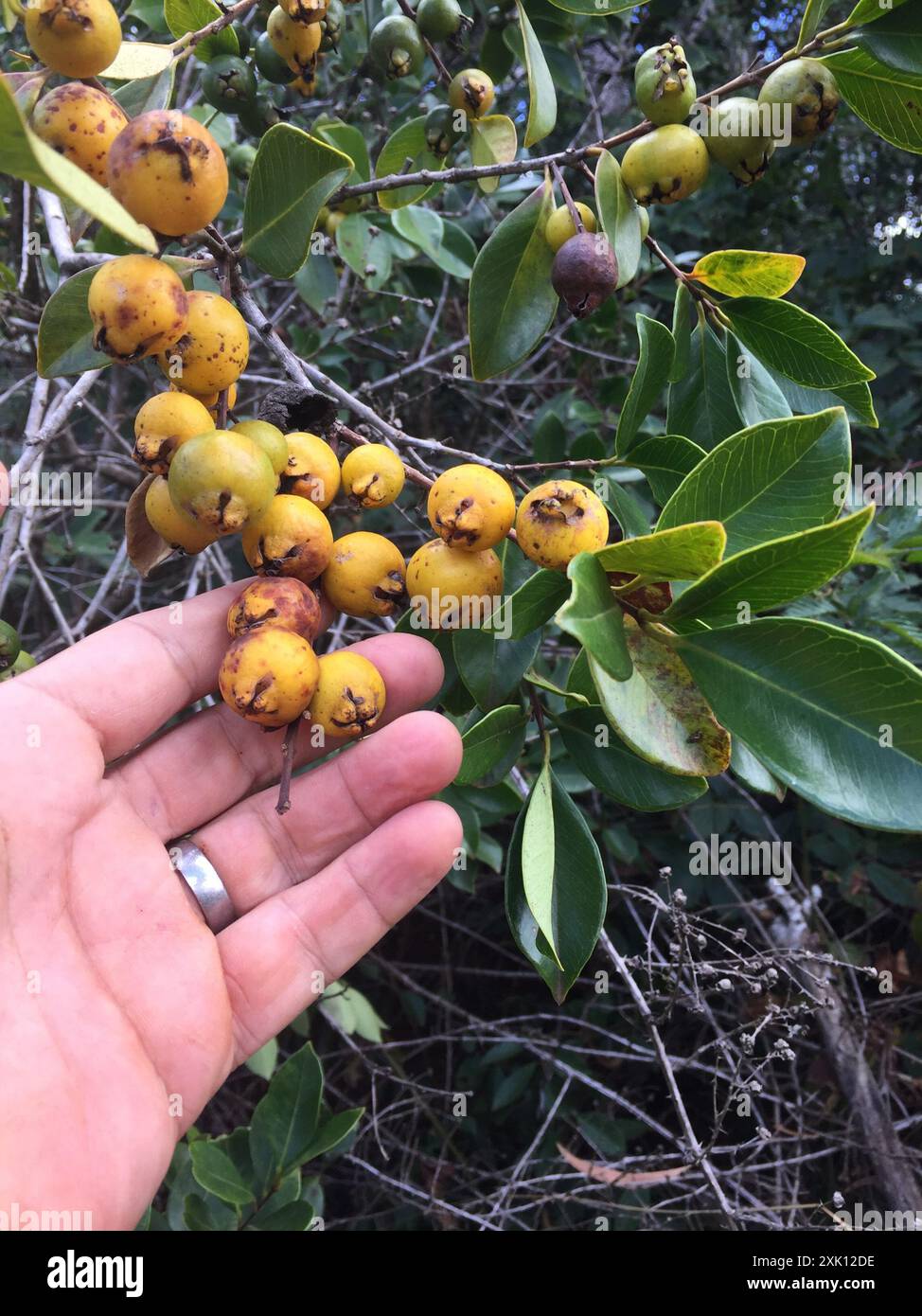 strawberry-guava (Psidium cattleyanum) Plantae Stock Photo - Alamy