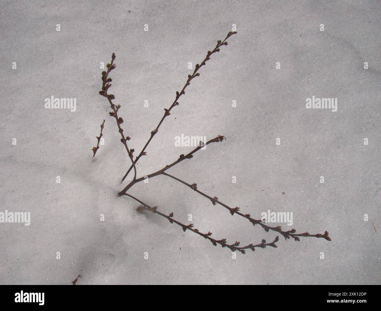 Beechdrops (Epifagus virginiana) Plantae Stock Photo - Alamy