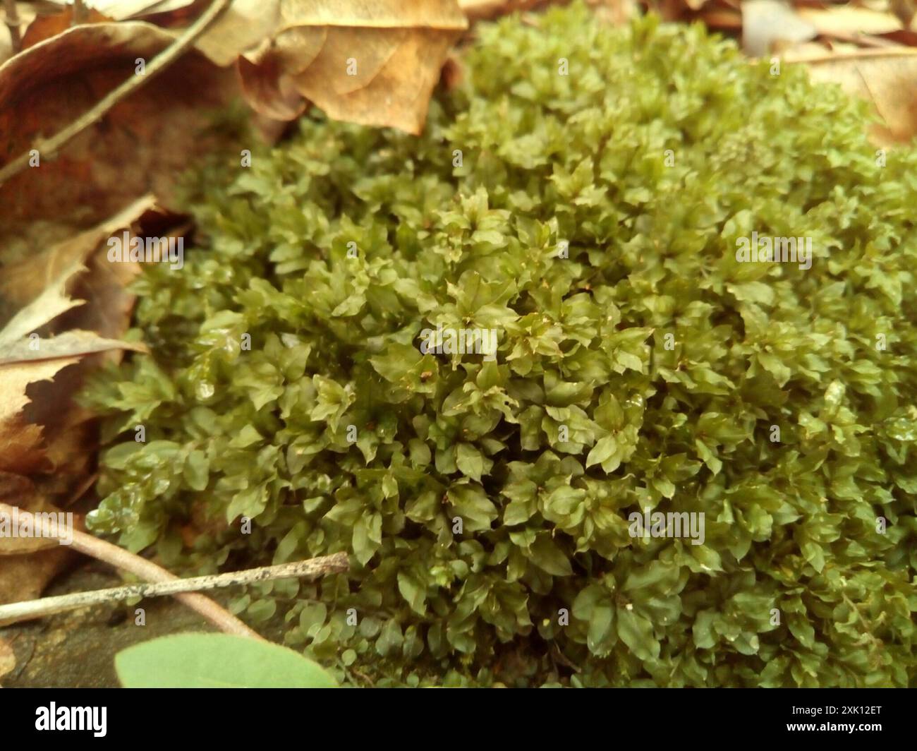 joint-toothed mosses (Bryopsida) Plantae Stock Photo - Alamy