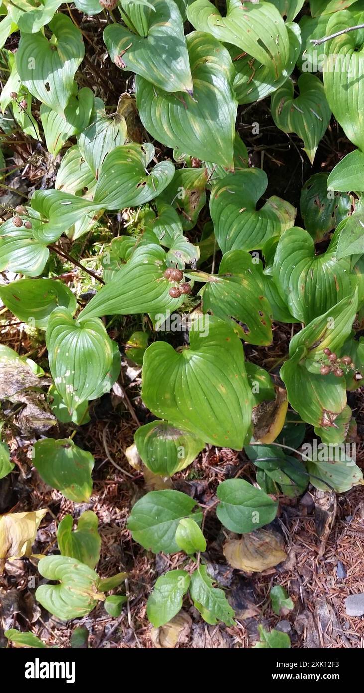Western Lily of the Valley (Maianthemum dilatatum) Plantae Stock Photo ...