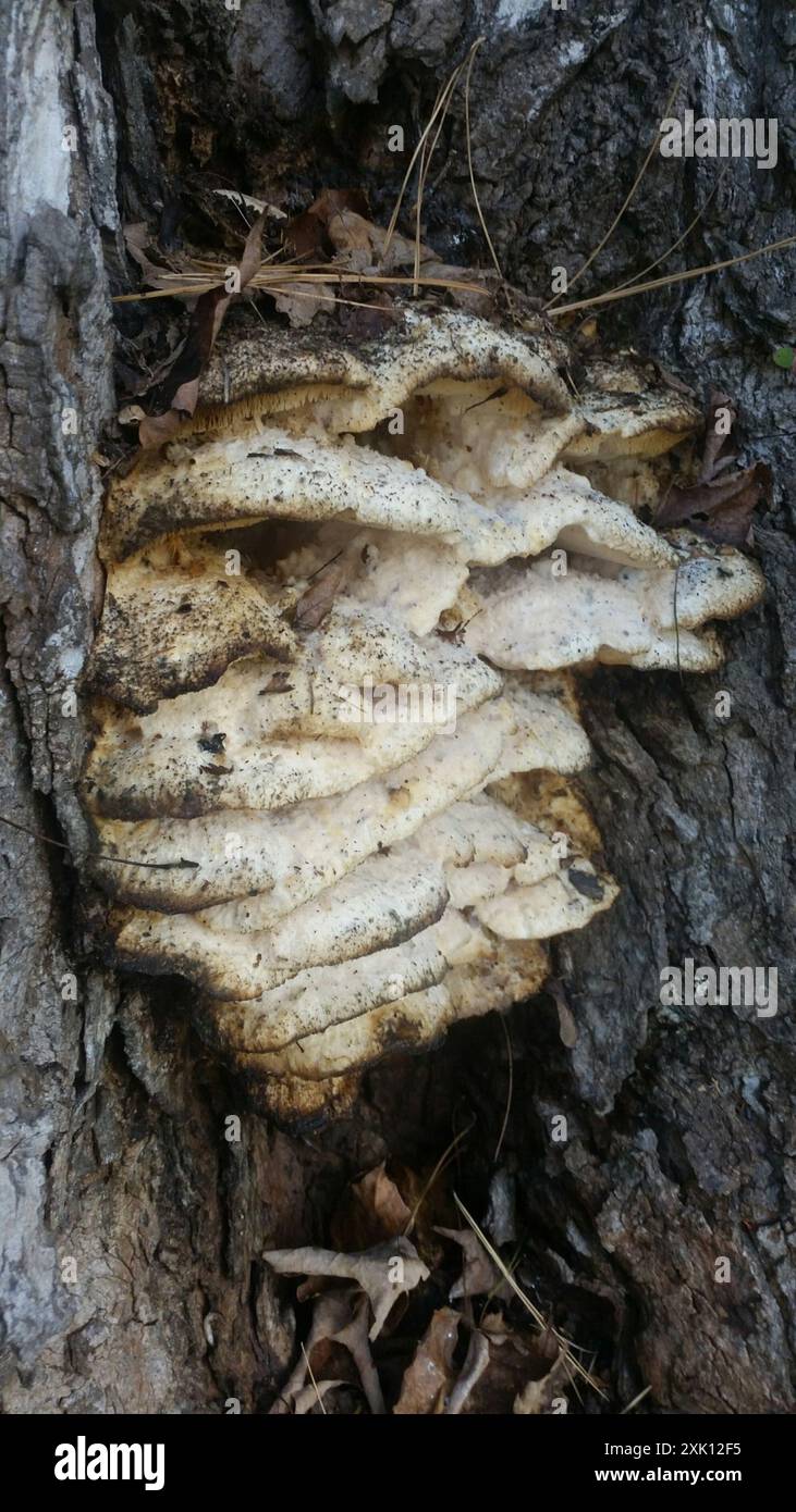 Northern Tooth (Climacodon septentrionalis) Fungi Stock Photo - Alamy