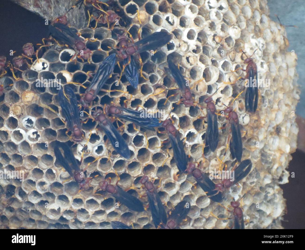 Ringed Paper Wasp (Polistes annularis) Insecta Stock Photo - Alamy