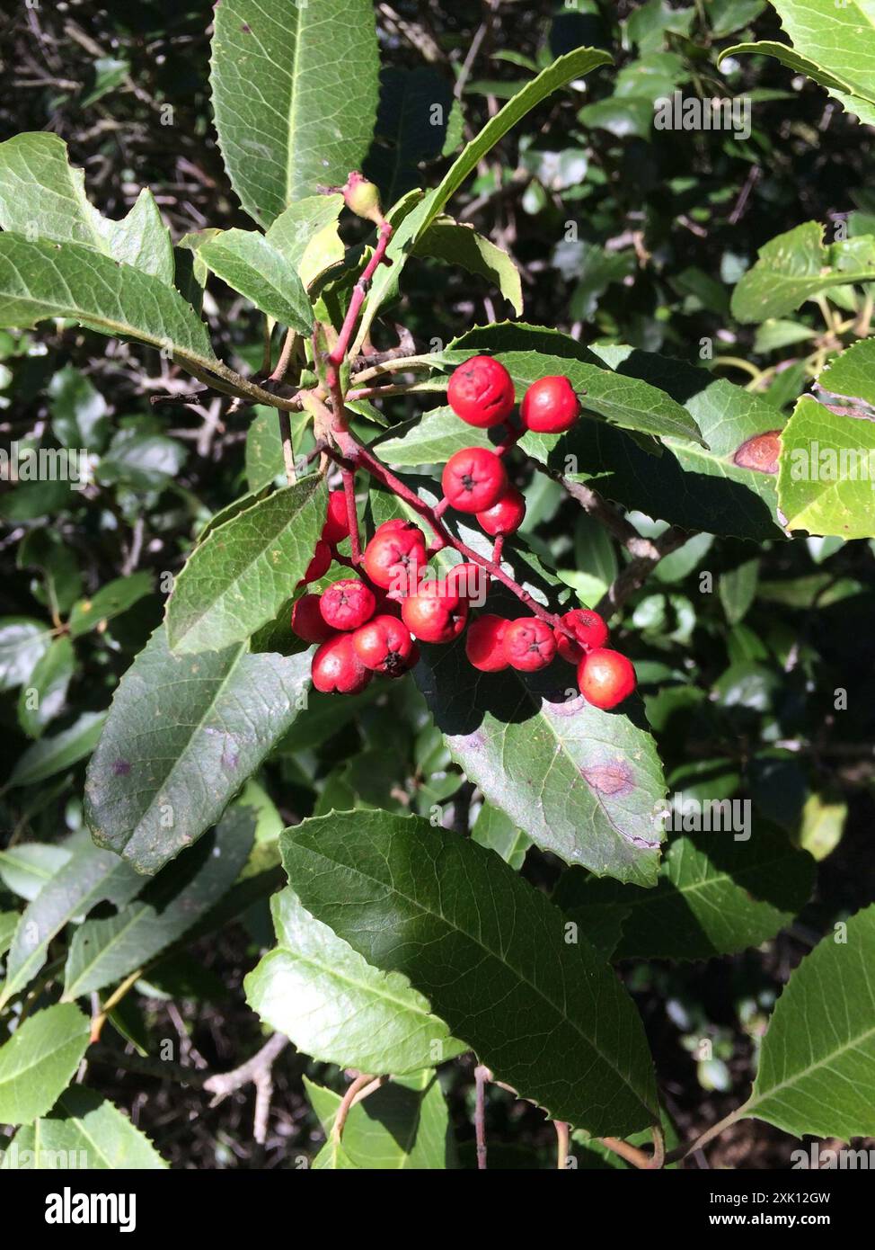 Heteromeles arbutifolia toyon hi-res stock photography and images - Alamy