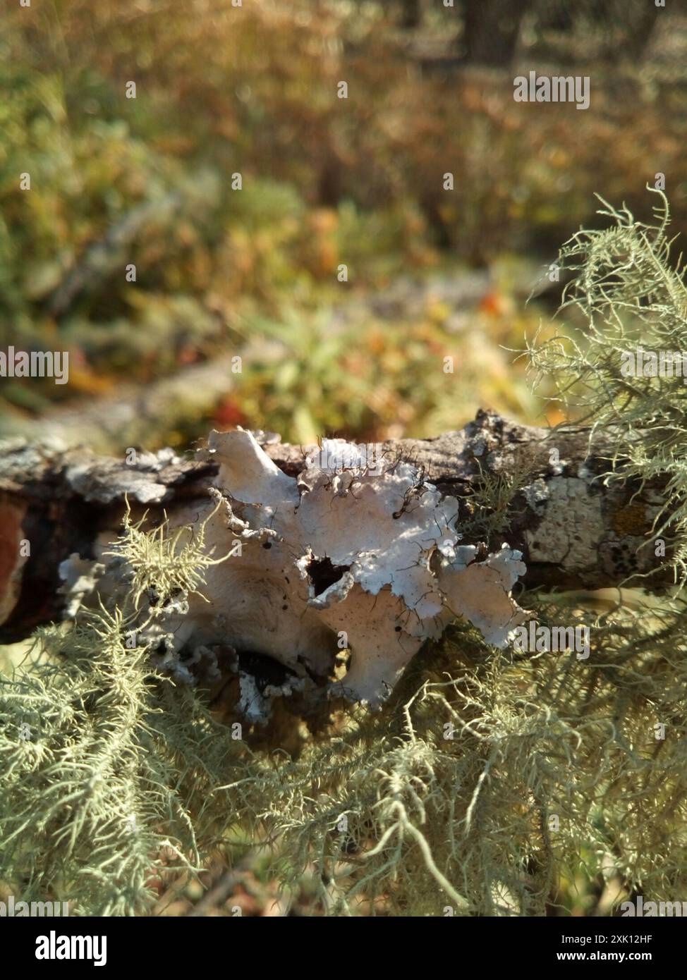 Ruffle Lichens (Parmotrema) Fungi Stock Photo - Alamy