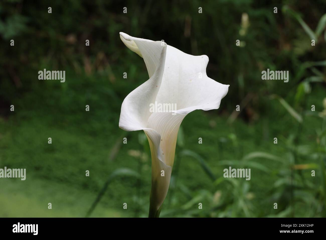 Lily the jungle at Blarney Castle in Blarney, County Cork, Ireland on ...