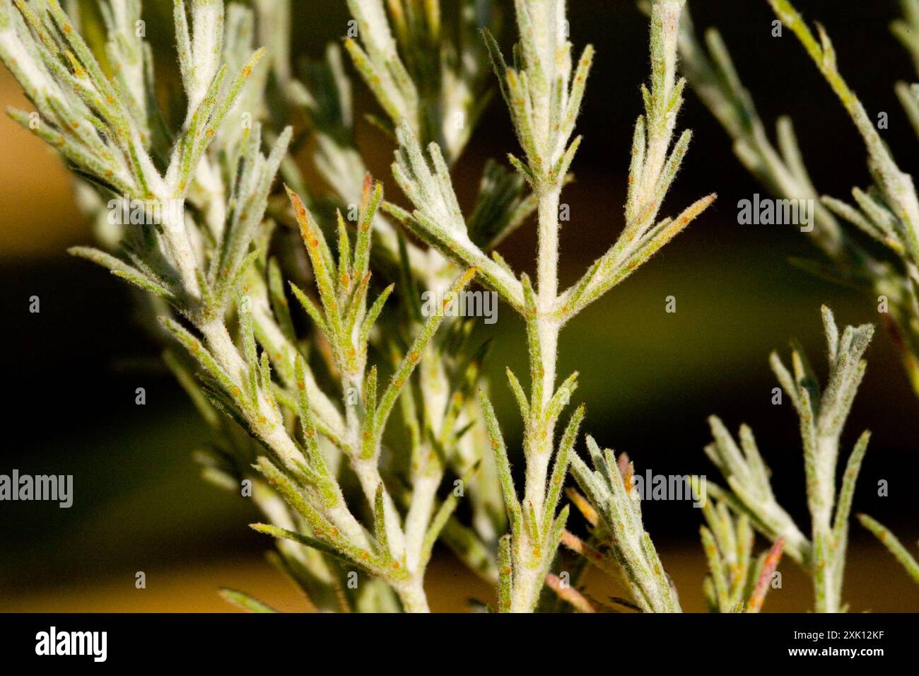 (Thymophylla setifolia greggii) Plantae Stock Photo - Alamy