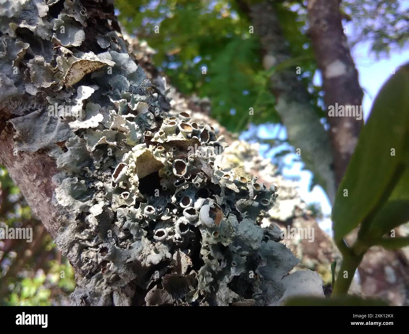perforated ruffle lichen (Parmotrema perforatum) Fungi Stock Photo - Alamy